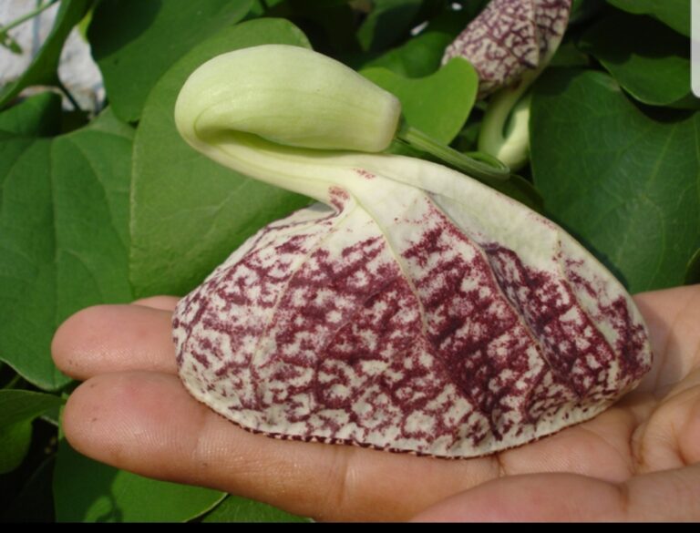 Duck Flower Herb for Sale | AlkaHerbs LLC