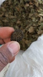 Cablote Leaves - Guazuma Ulmifolia for Sale | AlkaHerbs