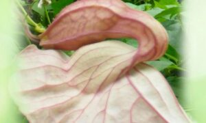 Top 4 Health Benefits of the Duck Flower