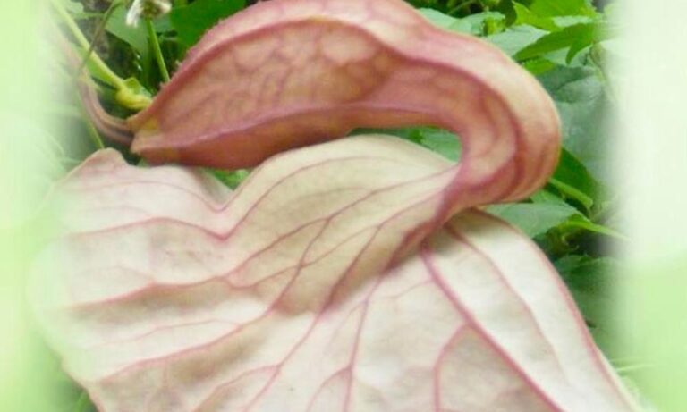 Top 4 Health Benefits of the Duck Flower